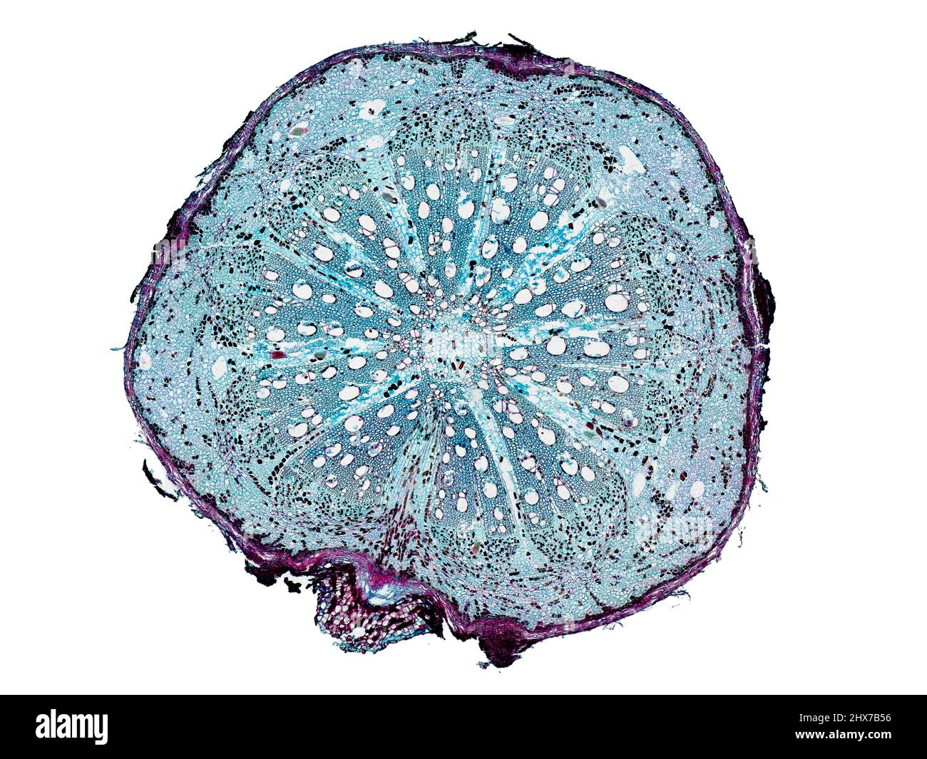 Microscopic View Plant Cells
