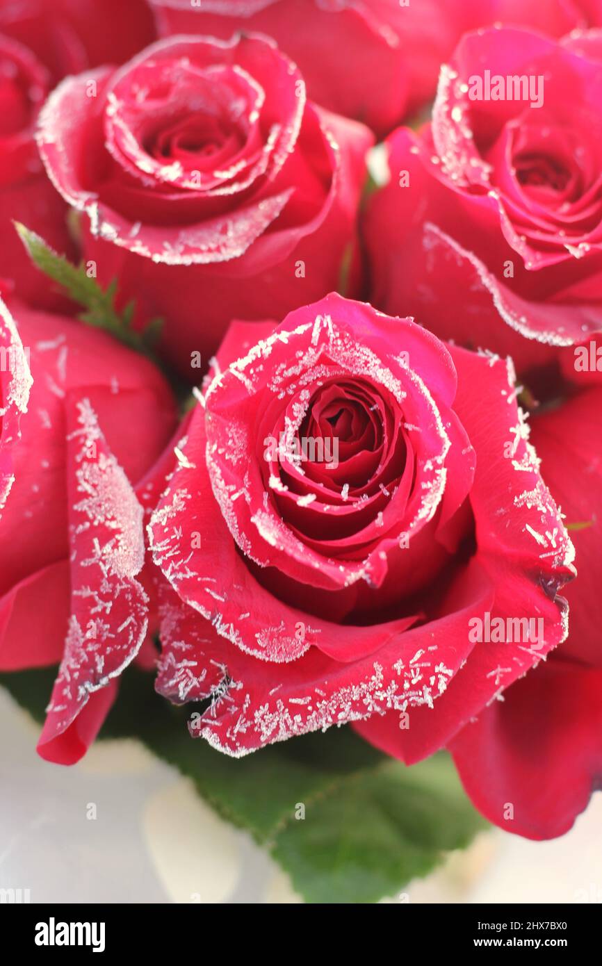 Bright and colorful frosty roses and flowers in full bloom on a cold ...