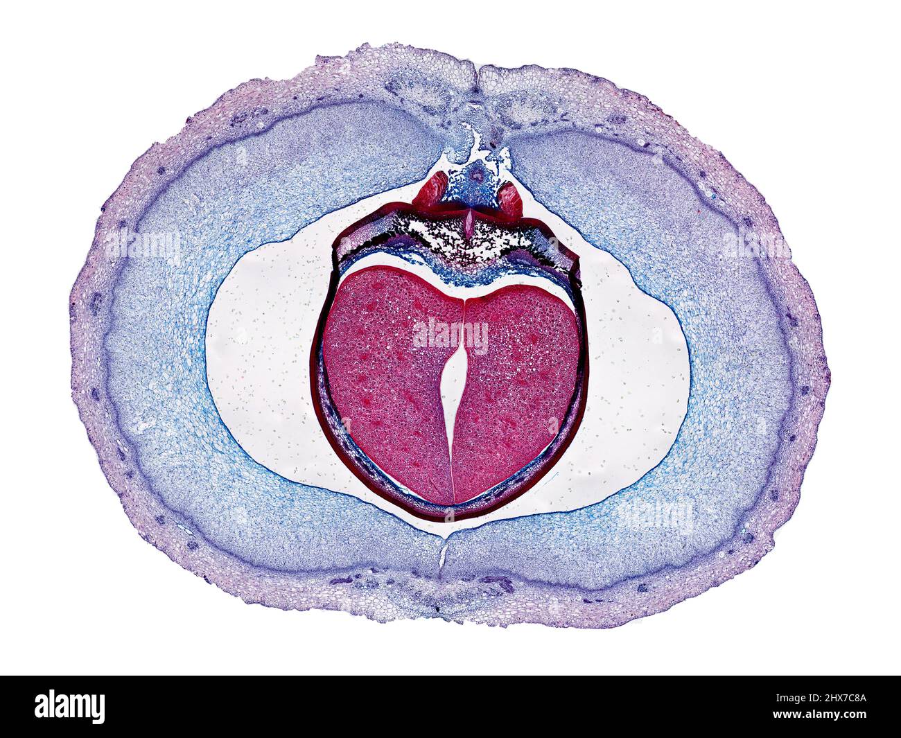 Microscopic cross section of plant stem showing cells, botanical ...