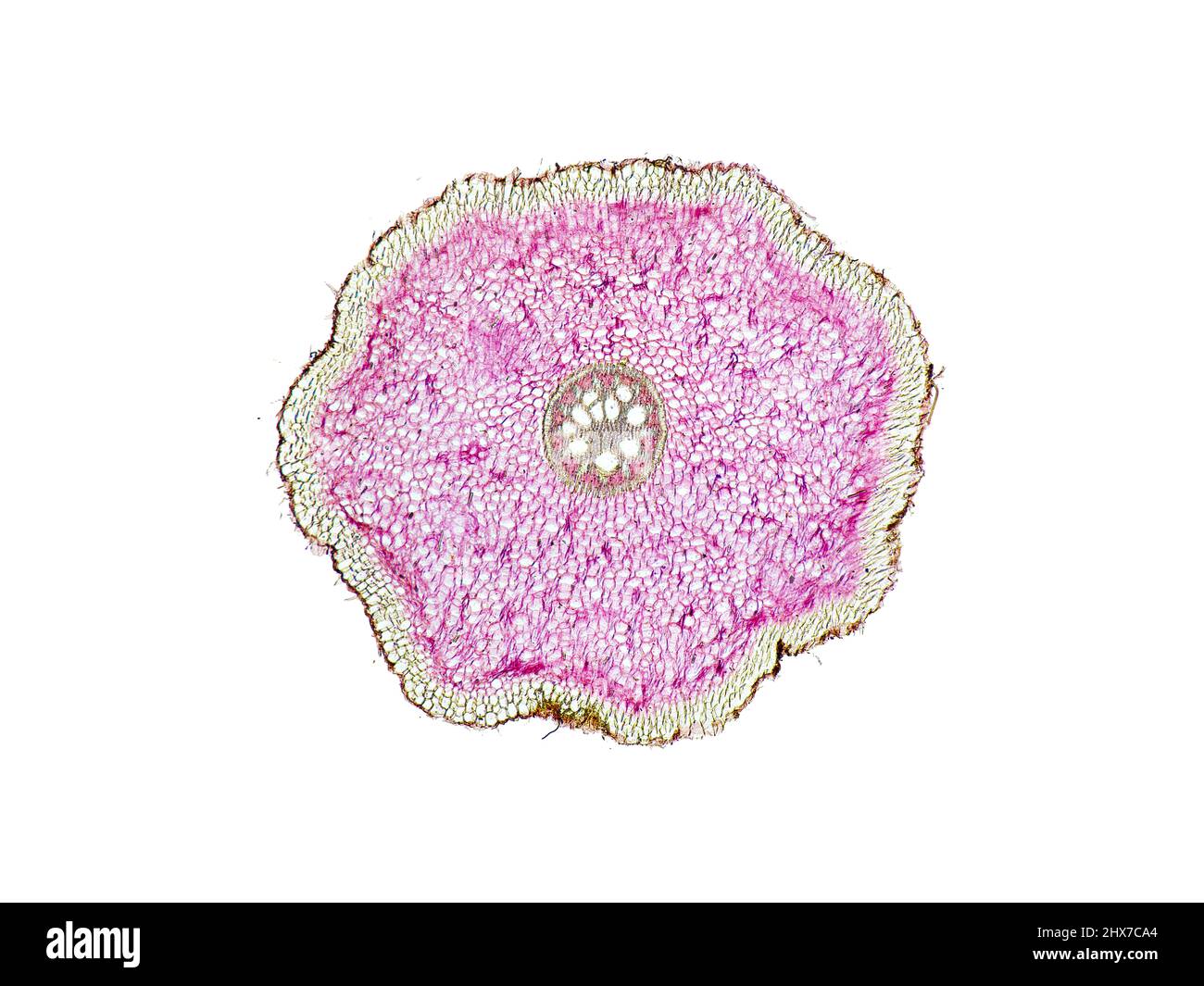 Cross Section Of A Plant Stem Under A Microscope Microscopic Cross