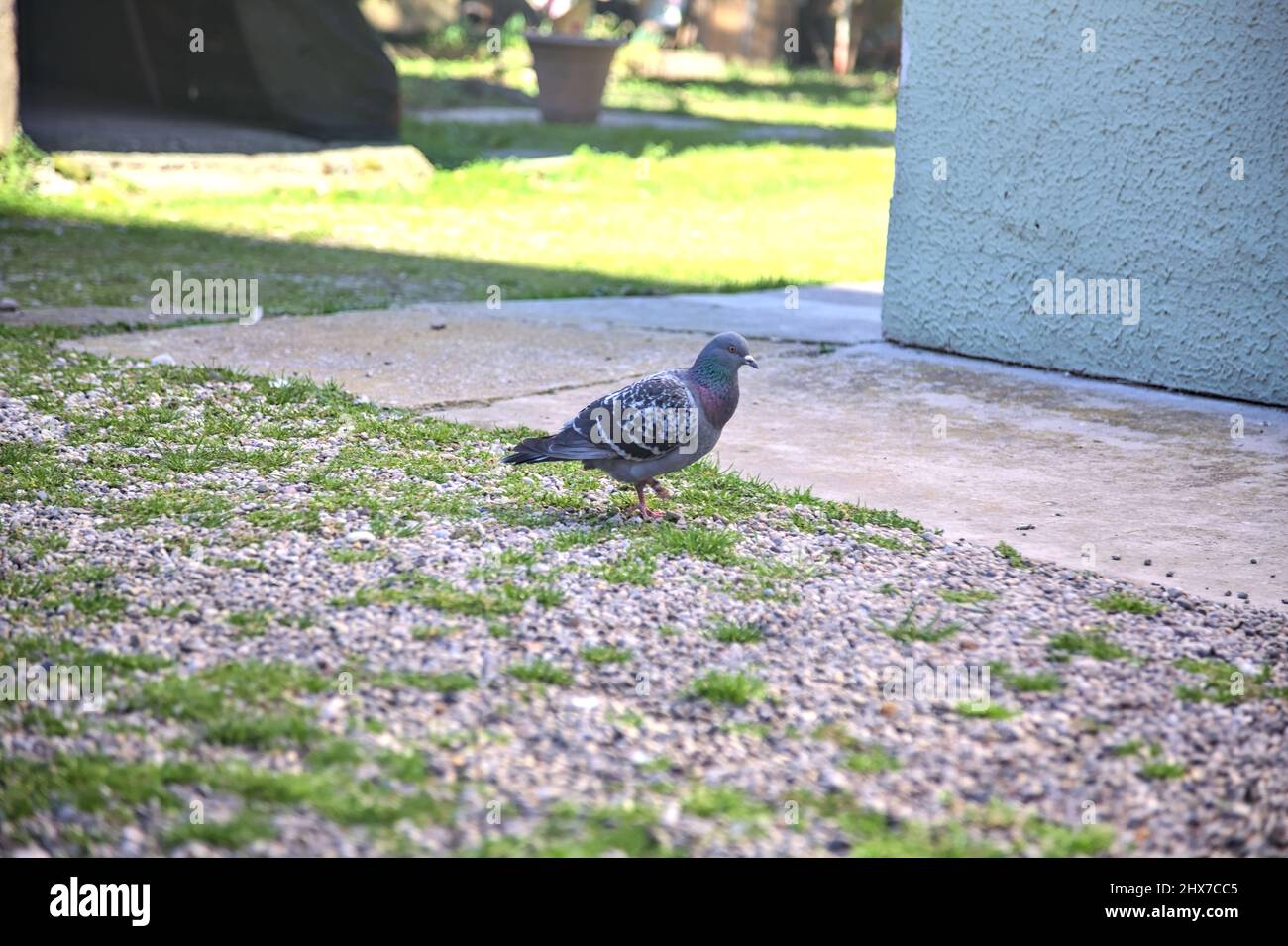 Pidgeon rocks hi-res stock photography and images - Alamy