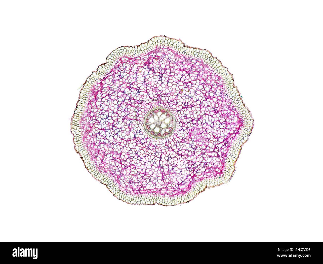 cross section cut slice of plant stem under the microscope ...