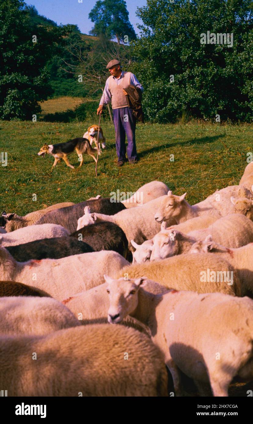 Sheep herding wales hi-res stock photography and images - Alamy