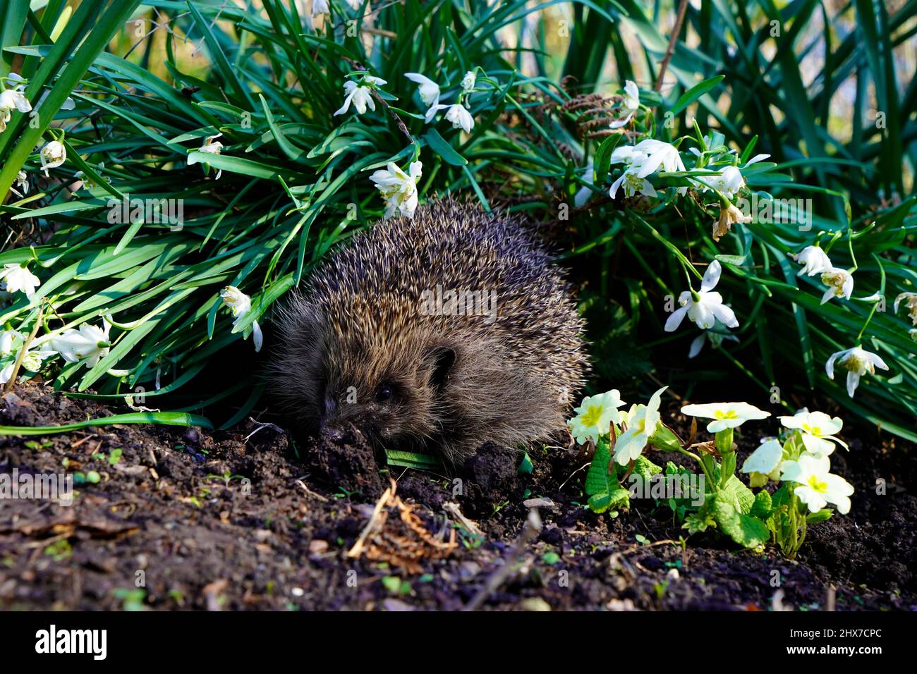 Hedgehogs uk countryside hi-res stock photography and images - Alamy