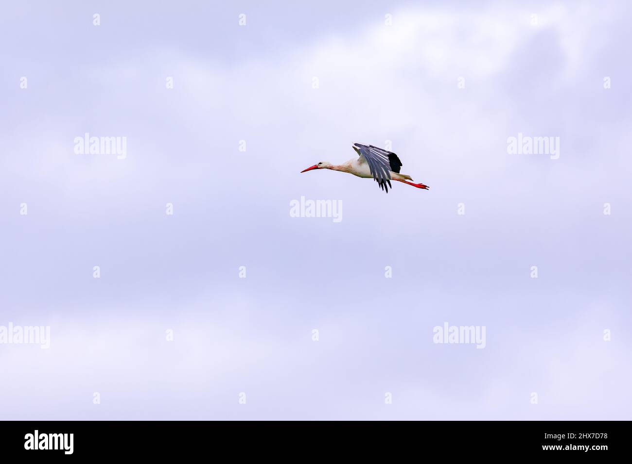 A stork gliding is considered a lucky charm and, according to legend ...