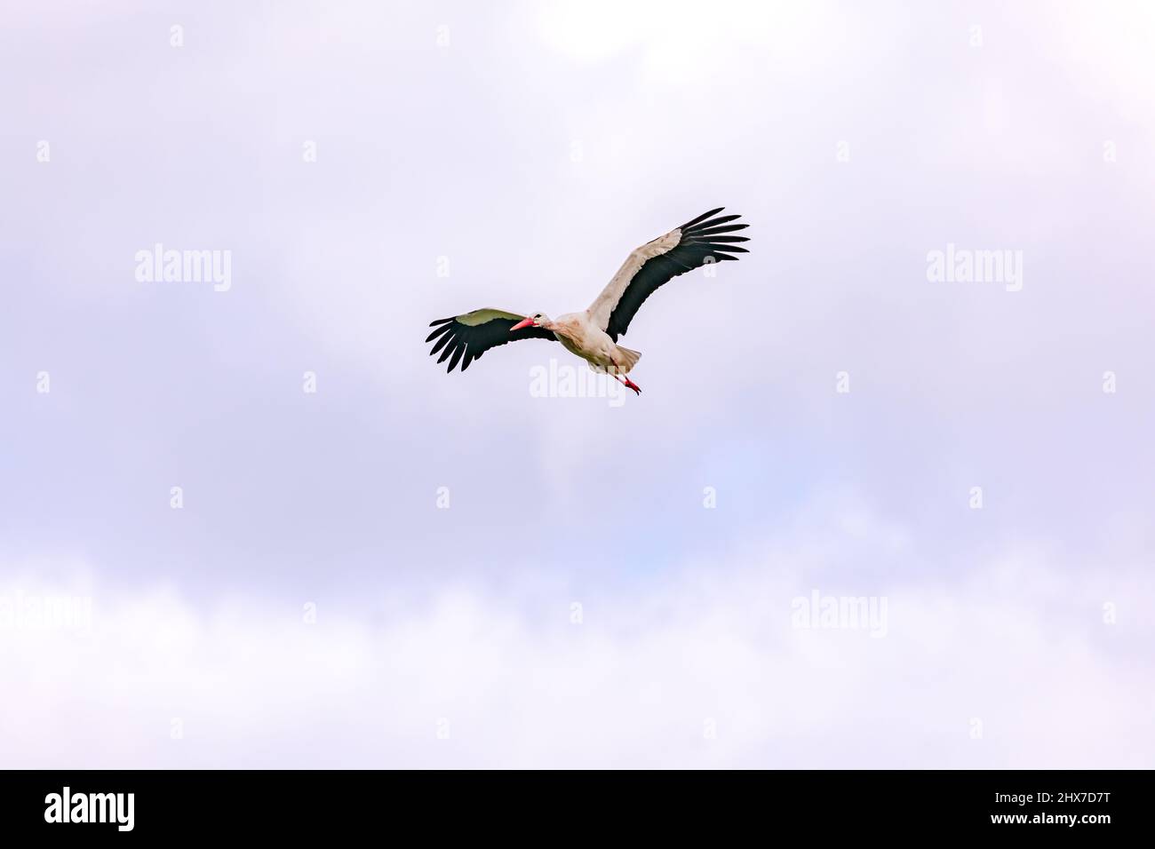 A stork isolated while gaining altitude with clouds in the sky Stock ...