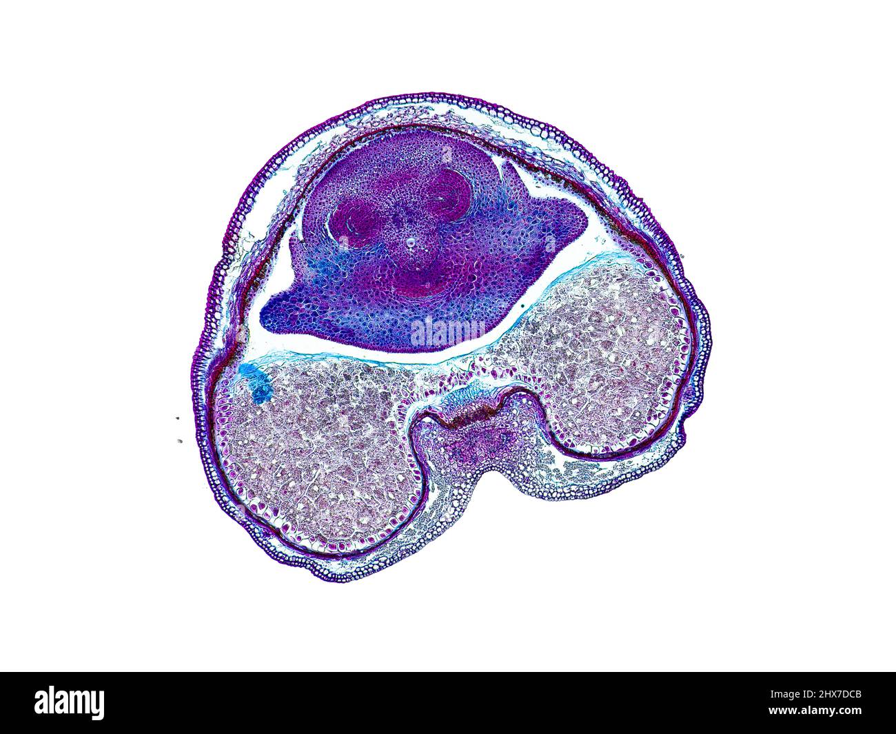 Microscopic cross section of plant stem showing cells, botanical ...