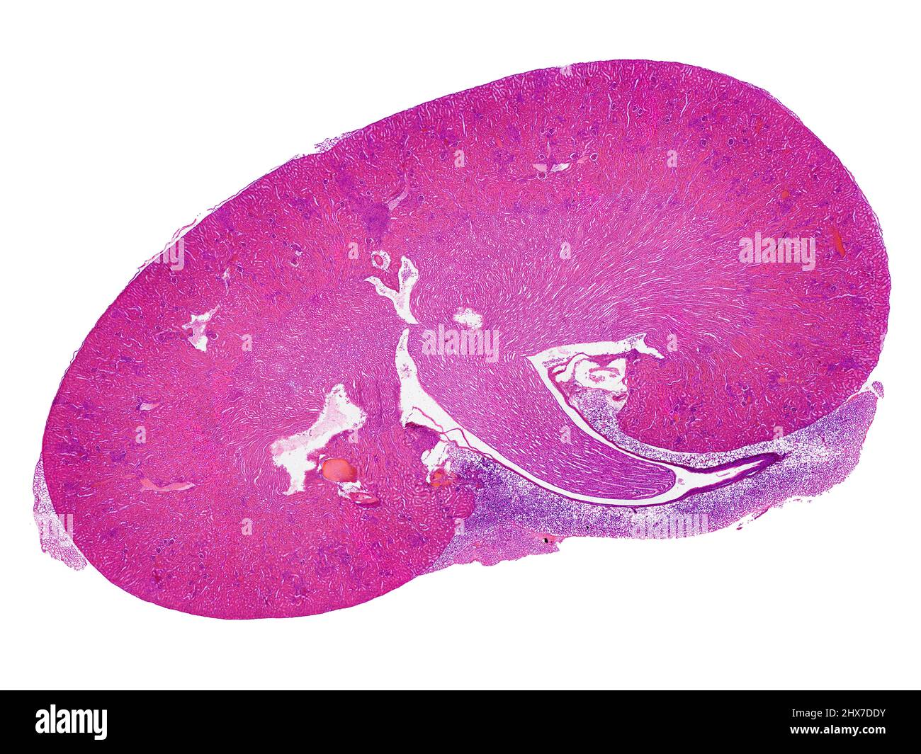 Microscopic cross section of plant stem showing cells, botanical ...