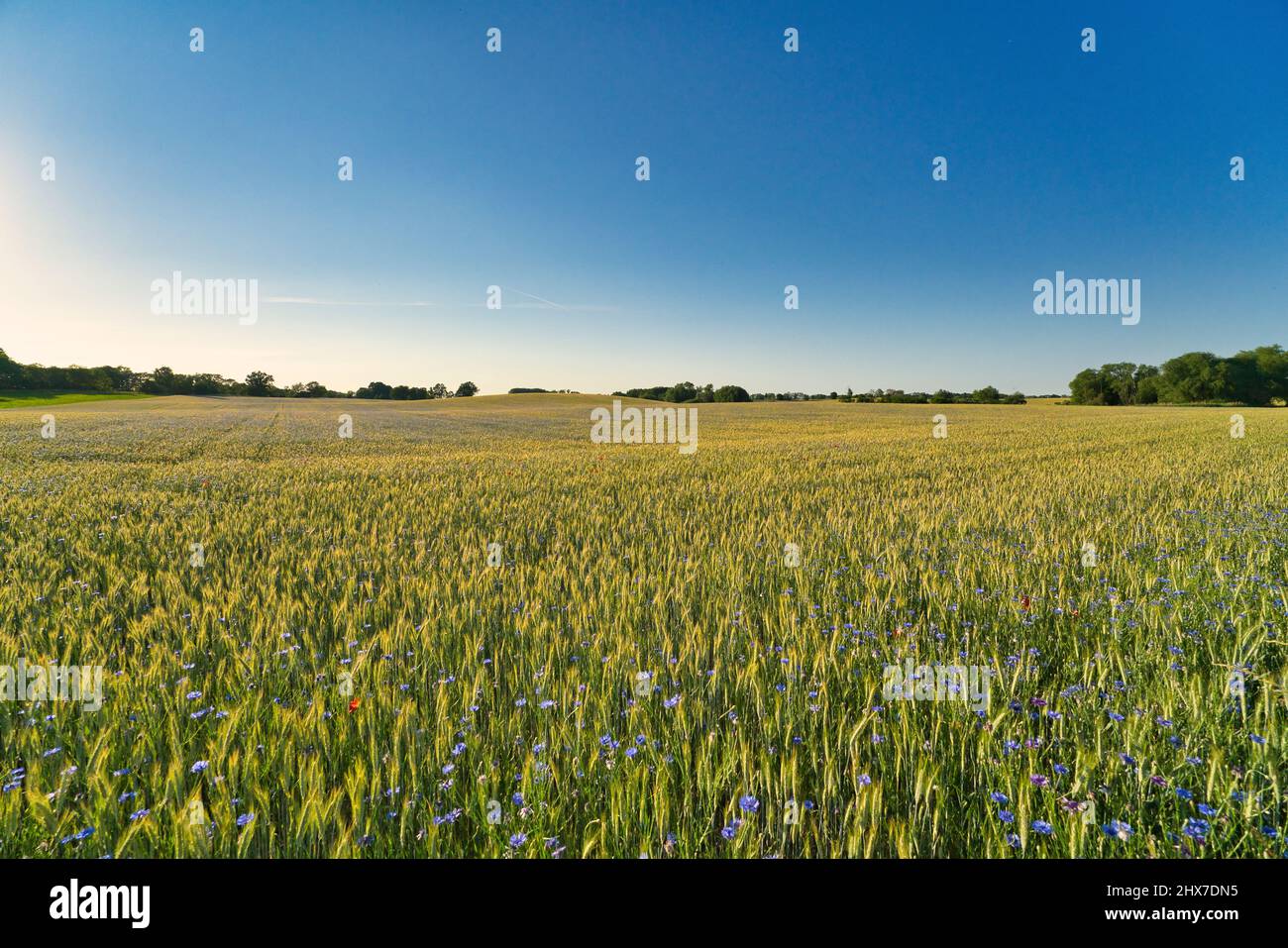 Beautiful sunset on wheat hi-res stock photography and images - Alamy