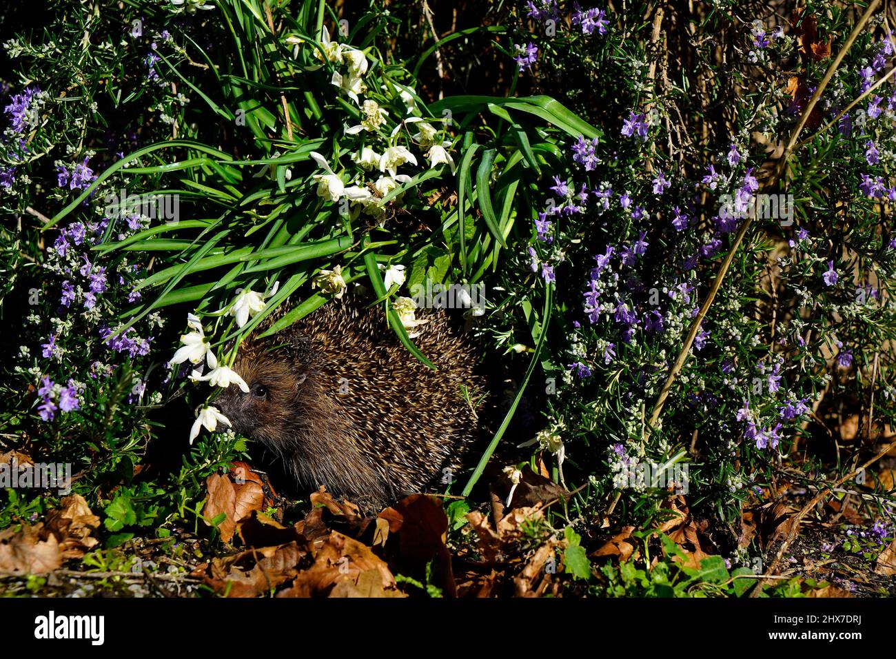 Hedgehogs uk countryside hi-res stock photography and images - Alamy