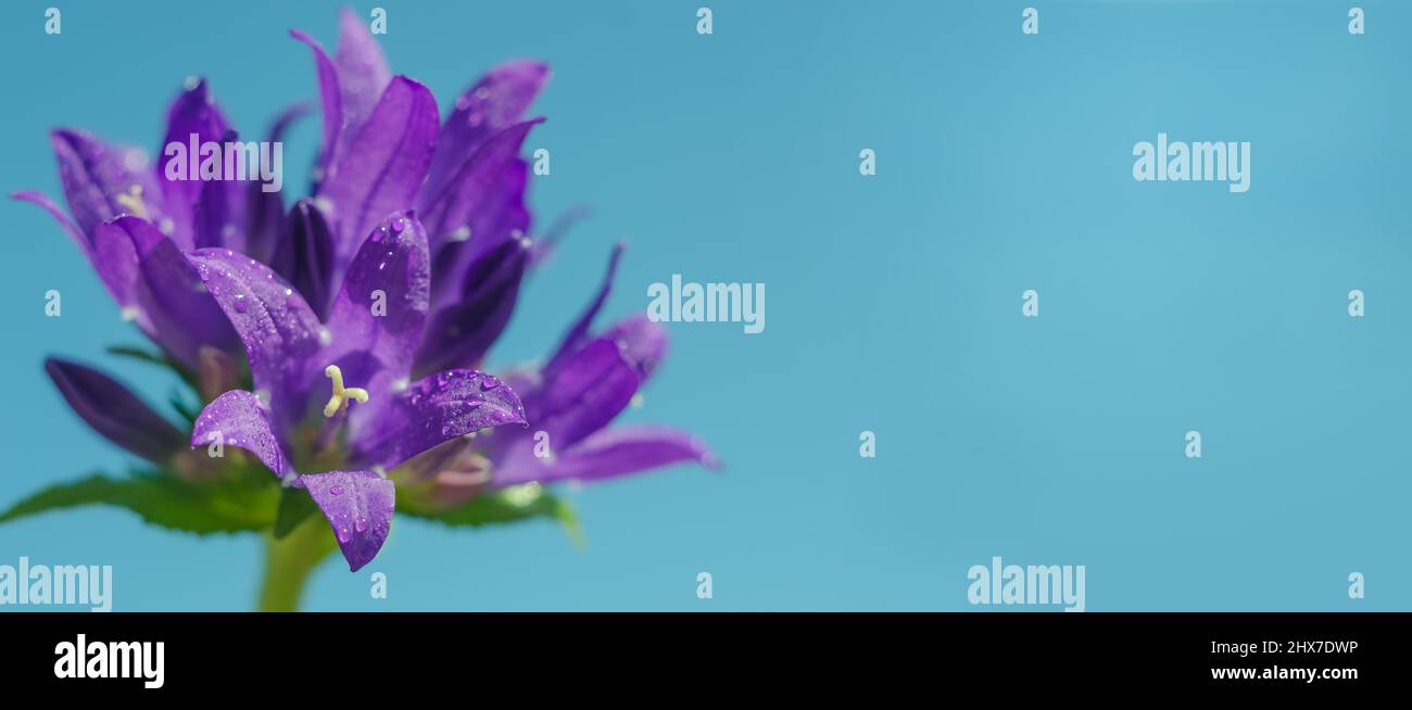Background banner with copy space with a bouquet of purple bluebells ...