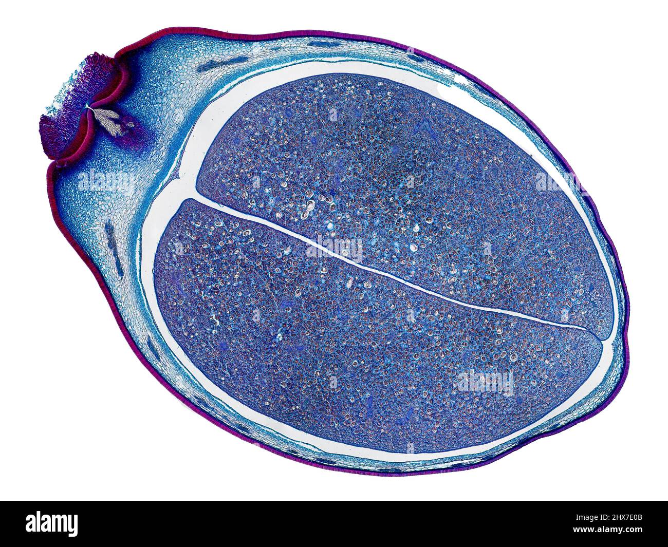 cross section cut slice of plant stem under the microscope ... cross section cut slice of plant stem under the microscope ...
