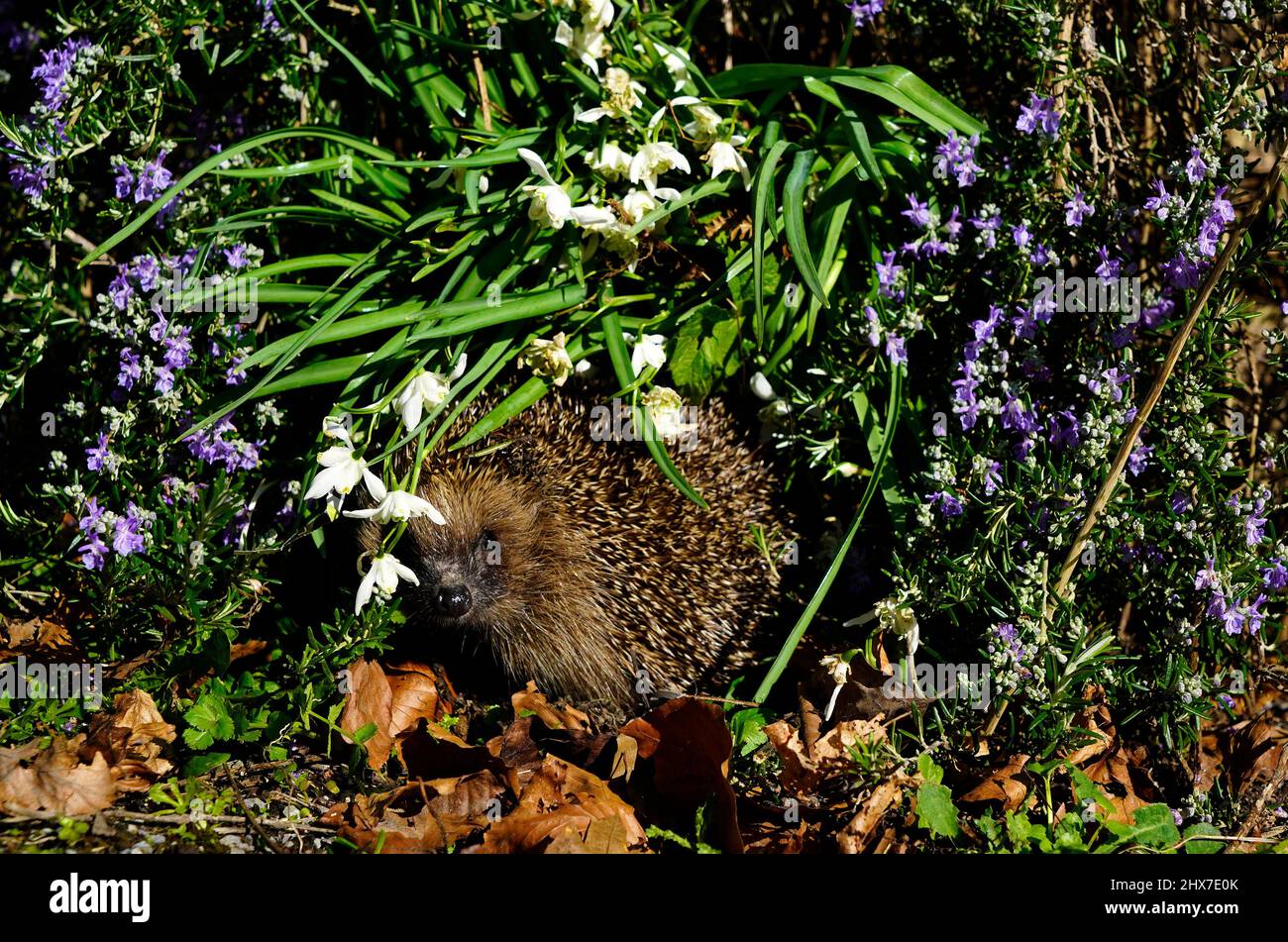 Hedgehogs uk countryside hi-res stock photography and images - Alamy