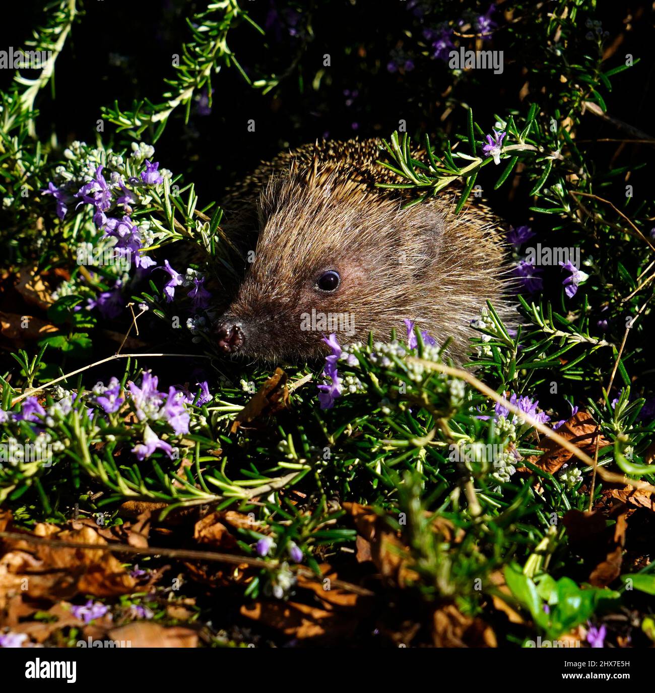 Garden visitors in the UK our own gorgeous little hedgehog, they can ...
