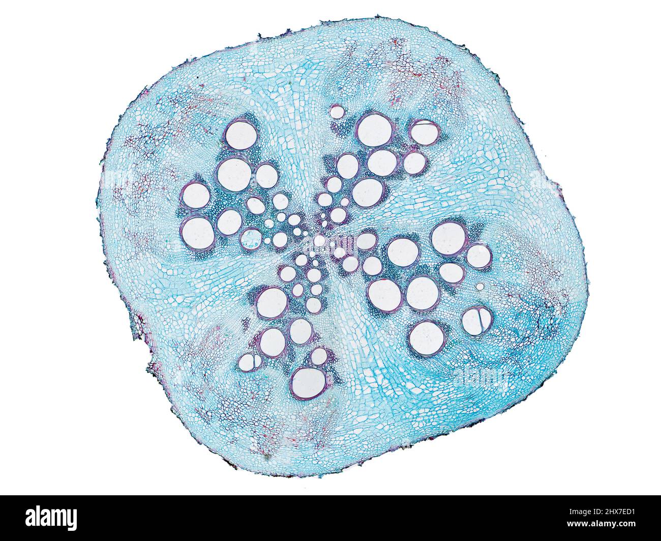 cross section cut slice of plant stem under the microscope ...