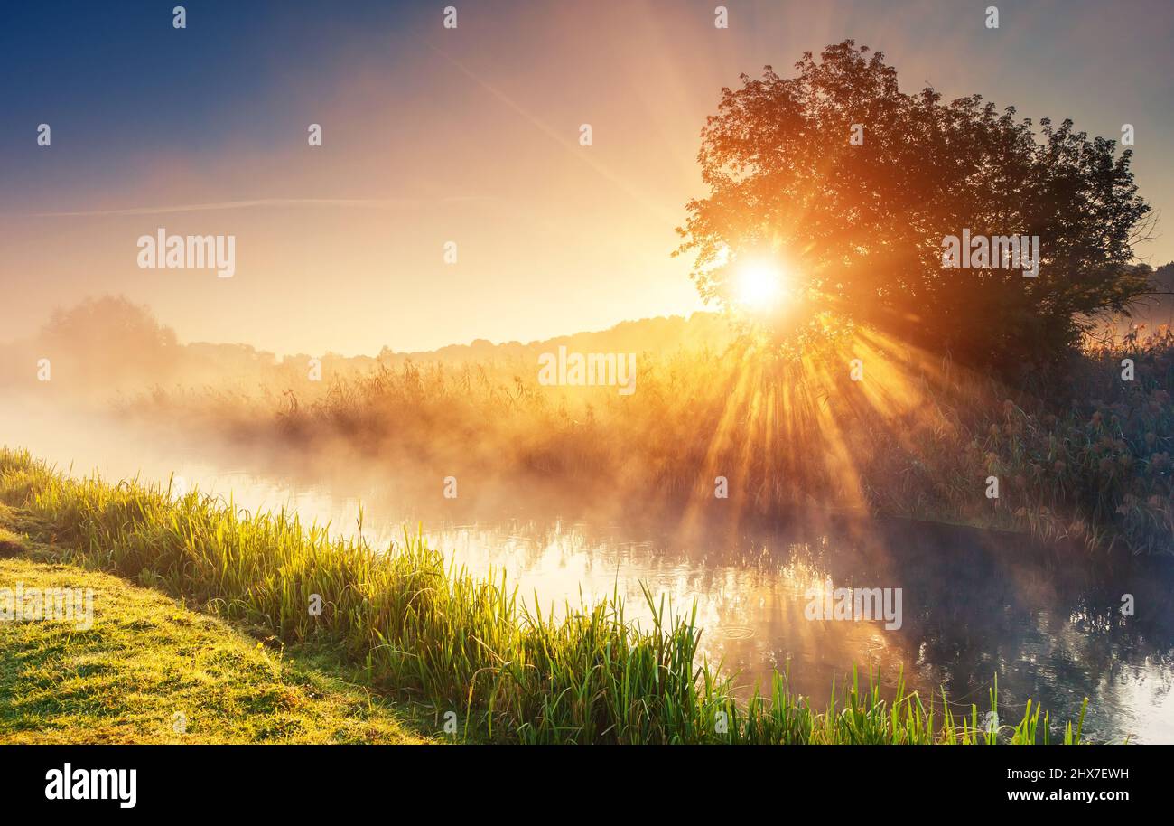 Fantastic foggy river with fresh green grass in the sunlight. Sun beams ...