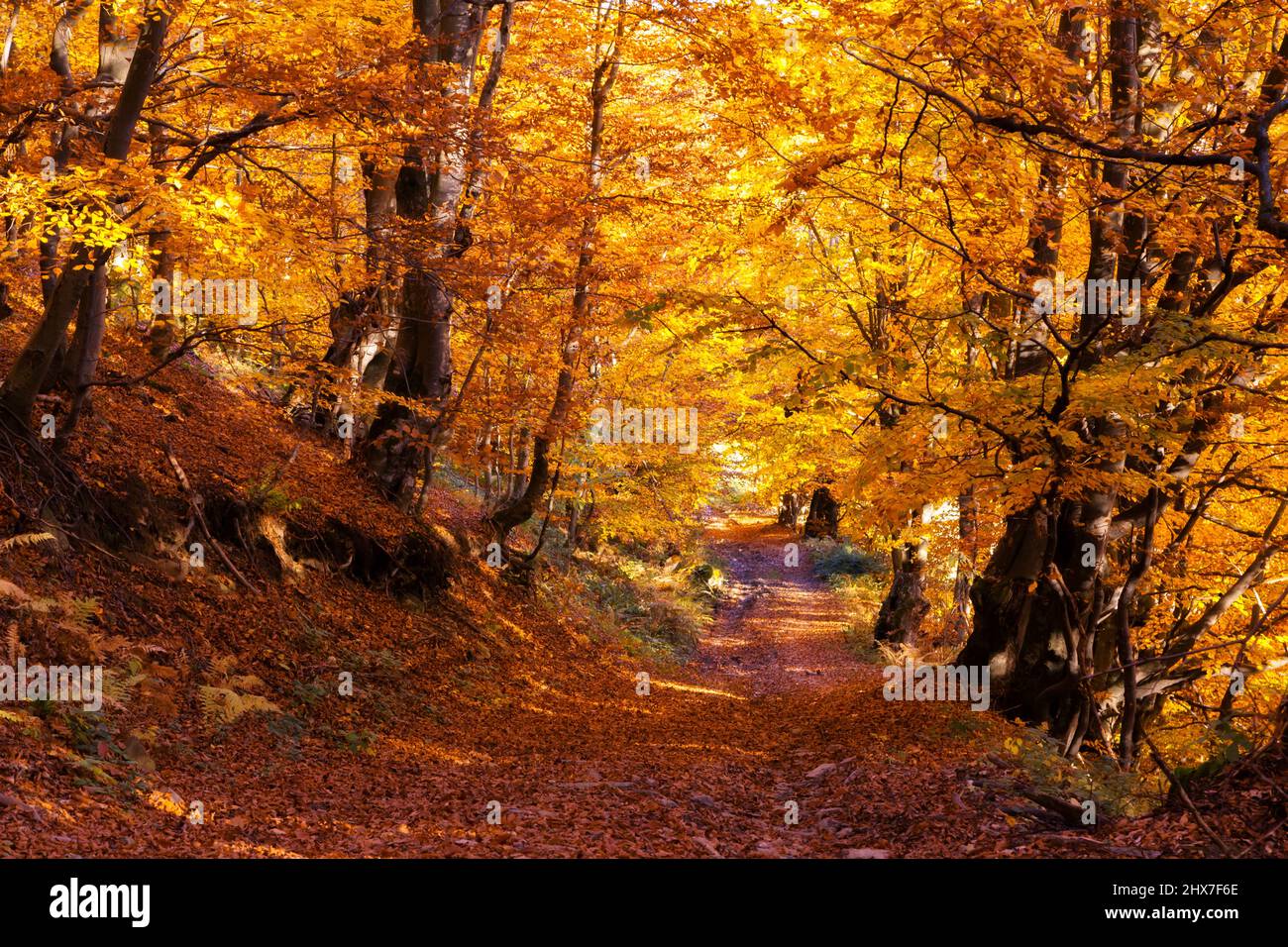 Majestic colorful forest with sunny beams. Natural park. Dramatic ...