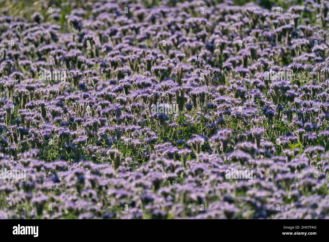 Blue phacelia Phacelia tanacetifolia Benth bloom on the plantation in ...