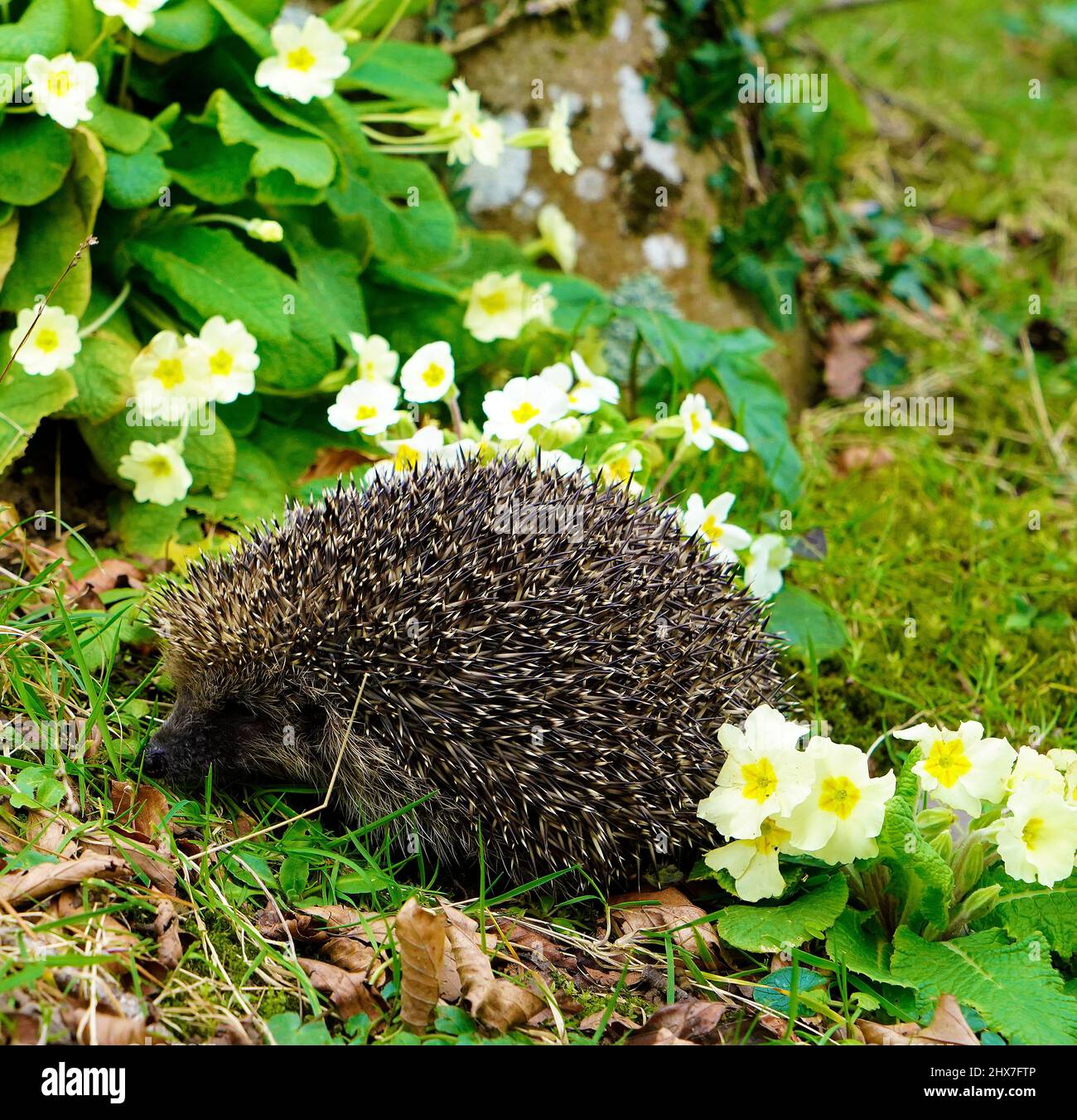 Garden visitors in the UK our own gorgeous little hedgehog, they can ...