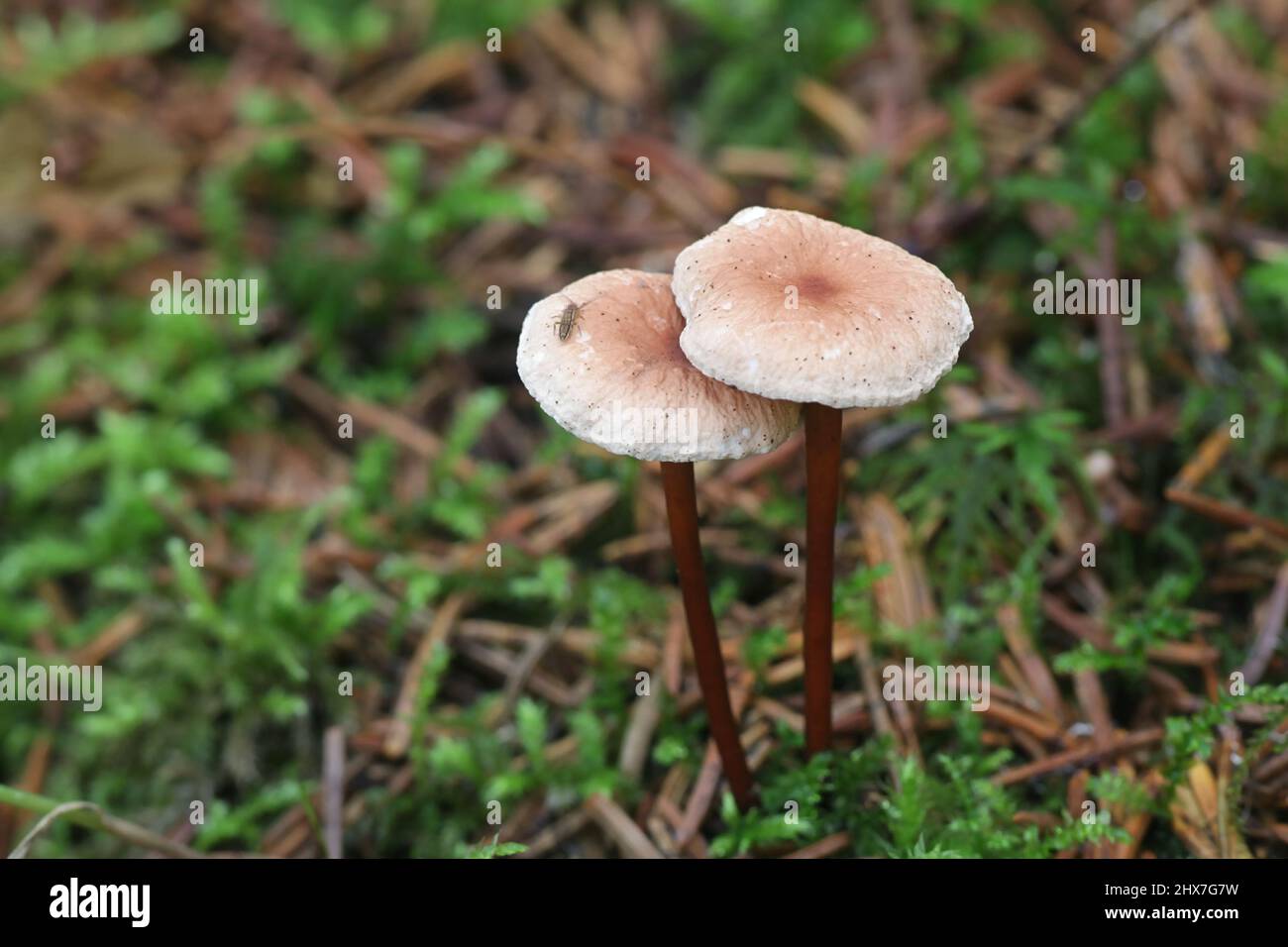 Mycetinis scorodonius, known as vampires bane or garlic scented ...