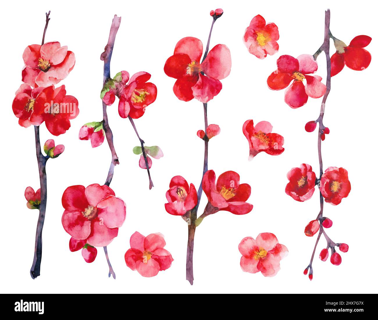 Chaenomeles japonica. Quince watercolor illustration. Hand drawing ...