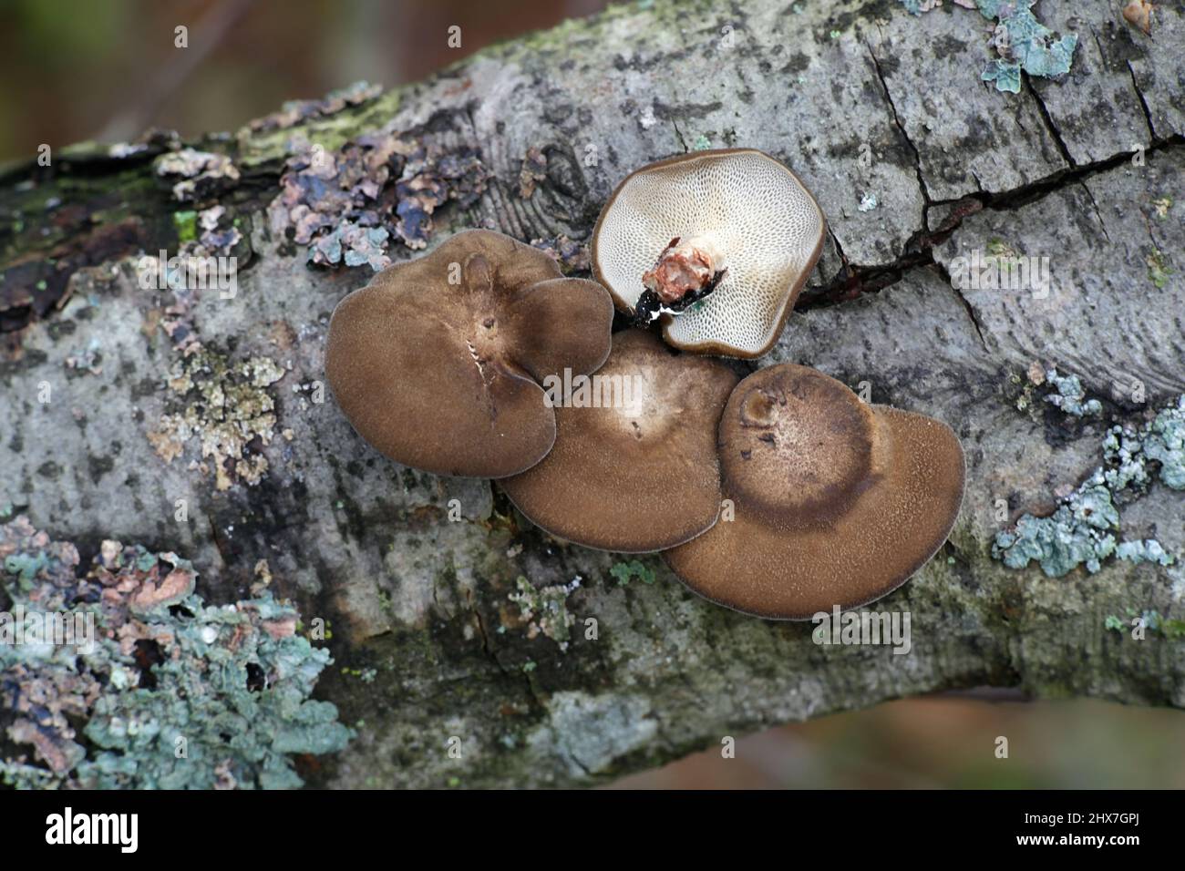 Winter polypore fungus, Polyporus brumalis Stock Photo - Alamy