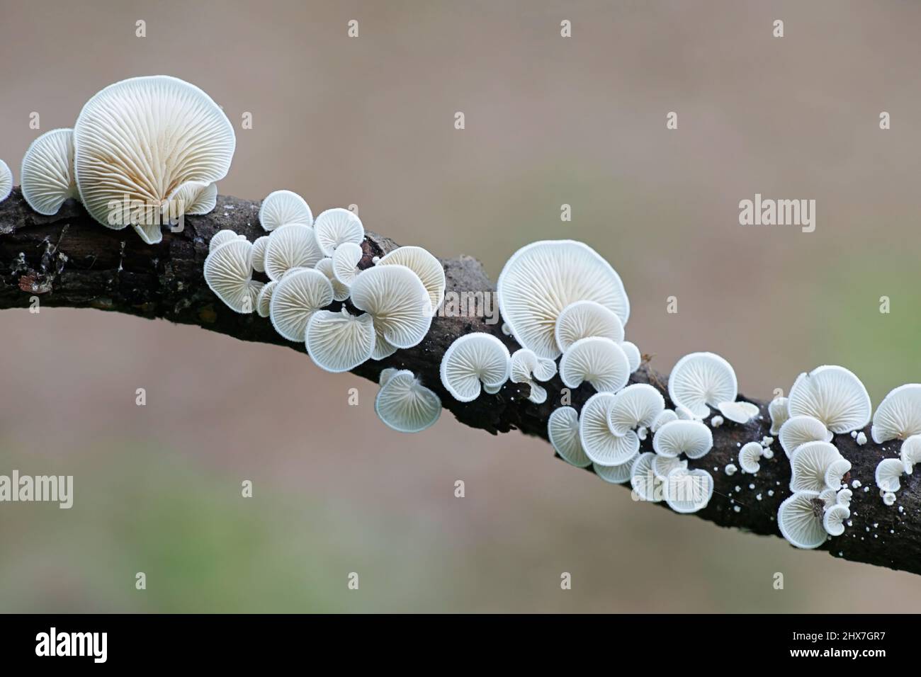 Evasive hi-res stock photography and images - Alamy
