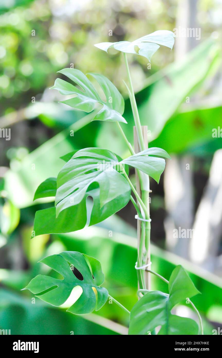 Mini Monstera, Monstera deliciosa Liebm or Philodendron ginny or ...