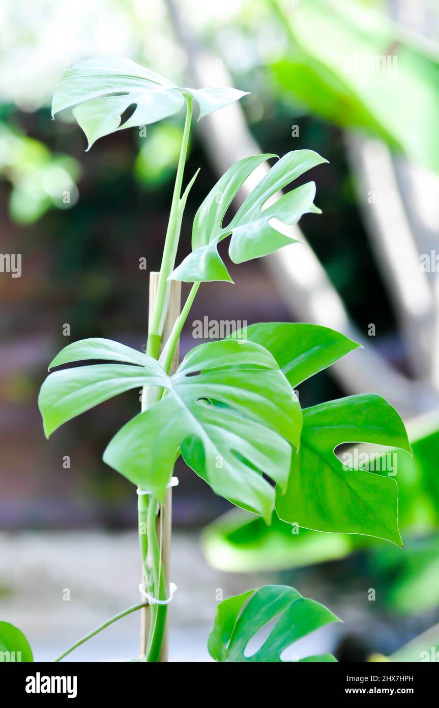 Mini Monstera, Monstera deliciosa Liebm or Philodendron ginny or ...