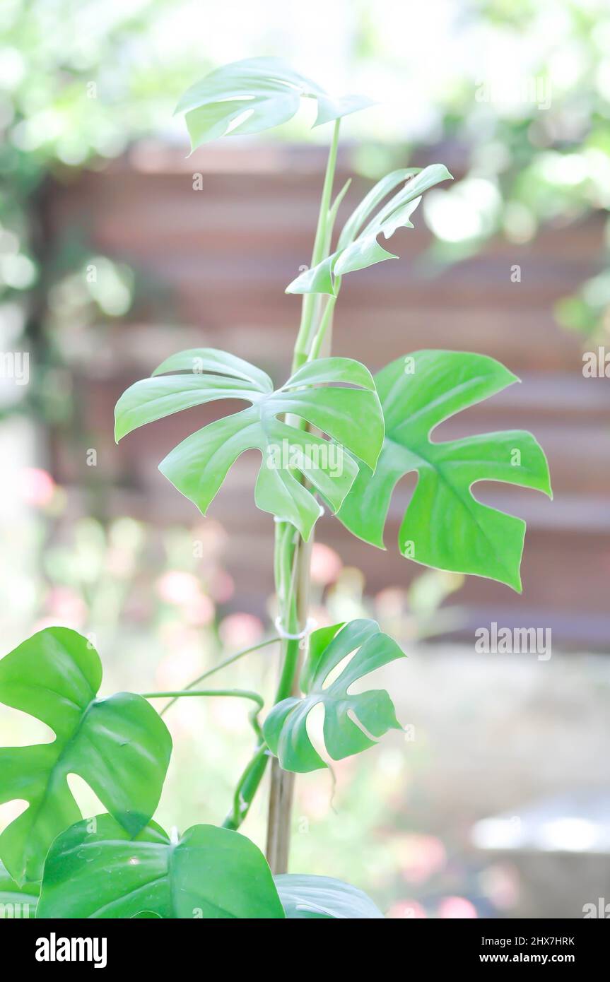 Mini Monstera, Monstera deliciosa Liebm or Philodendron ginny or ...