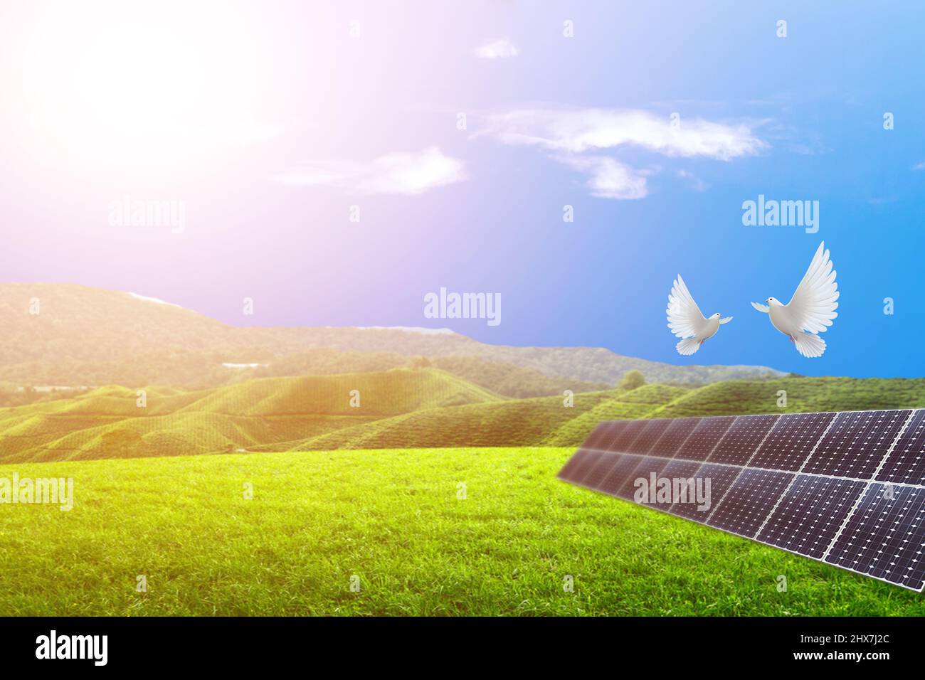 Two white doves fly on a solar panel in a wide meadow. Clean energy ...