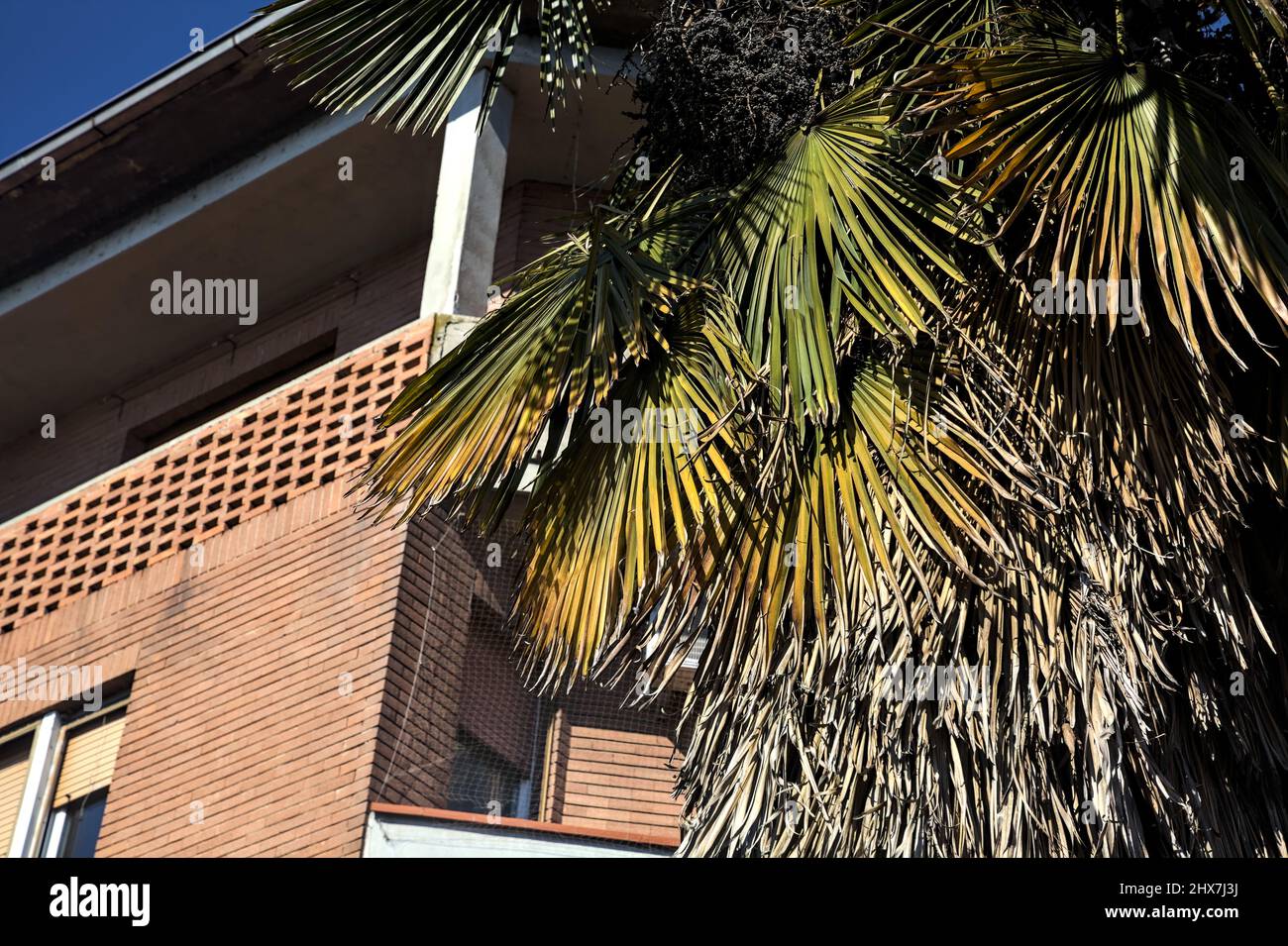 Facade of a residential building with a palm tree Stock Photo - Alamy