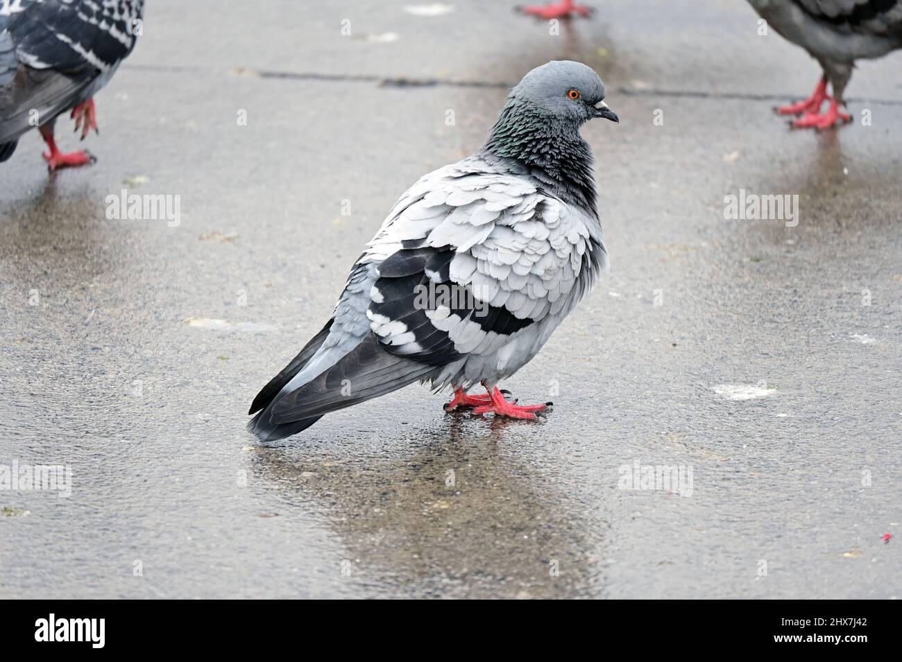Angry pigeon hi-res stock photography and images - Alamy