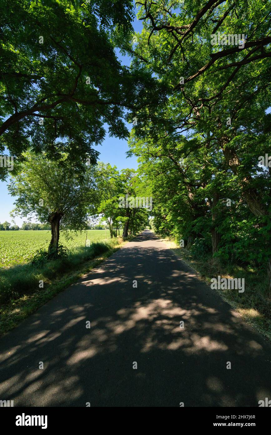 A Narrow bike path between trees along wide agriculture fields in ...