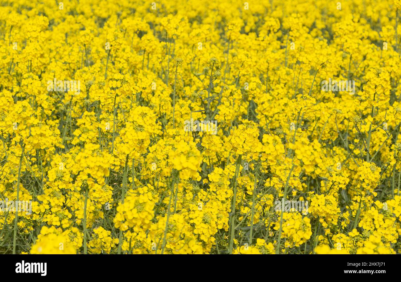 Field of canola with yellow flowers in Brittany Stock Photo - Alamy
