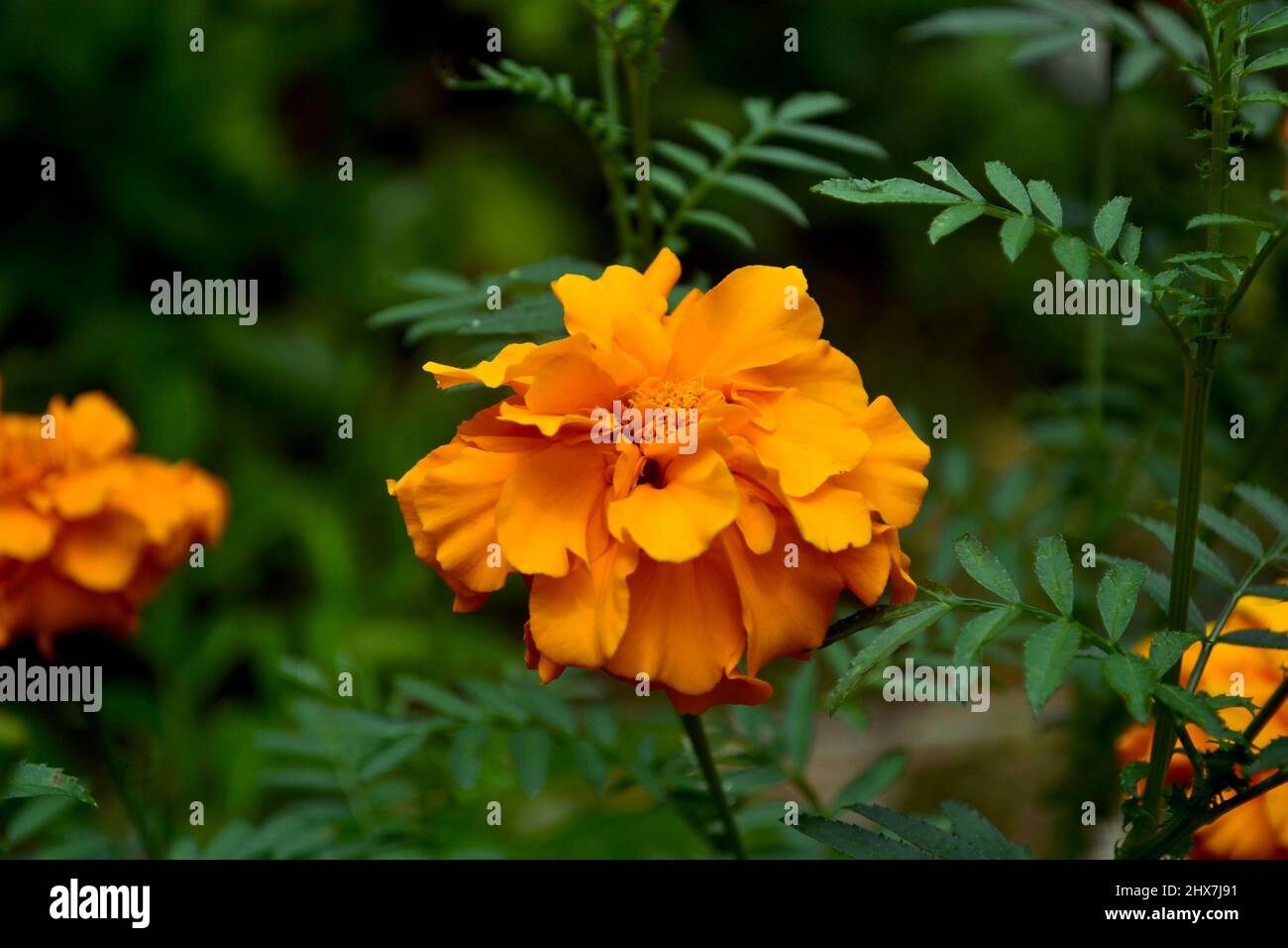 Deep yellow flower hi-res stock photography and images - Alamy