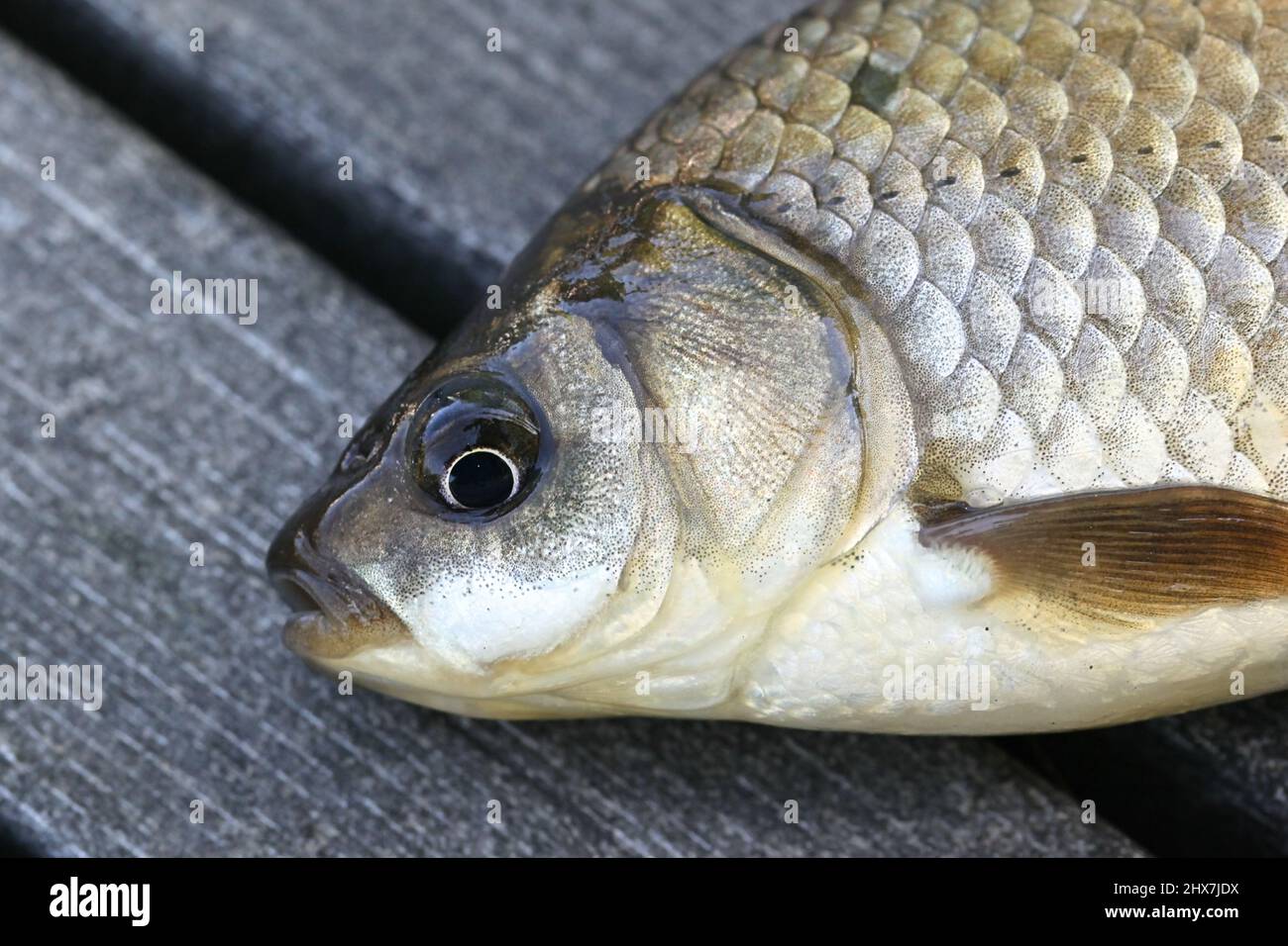 Prussian carp, silver Prussian carp or Gibel carp, Carassius gibelio, a ...