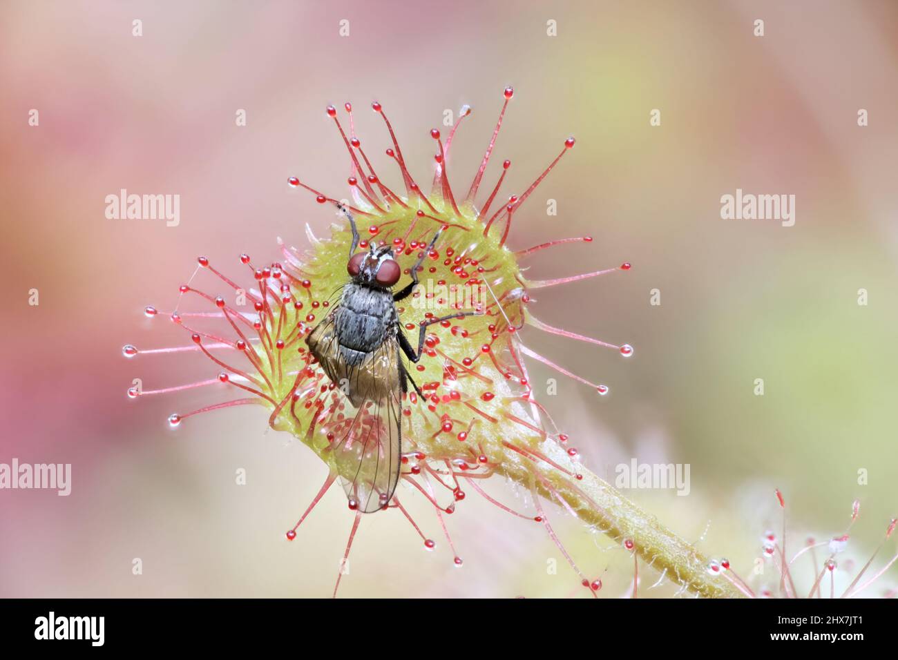 Sundew, a carnivorous plant, feeding on a fly Stock Photo - Alamy