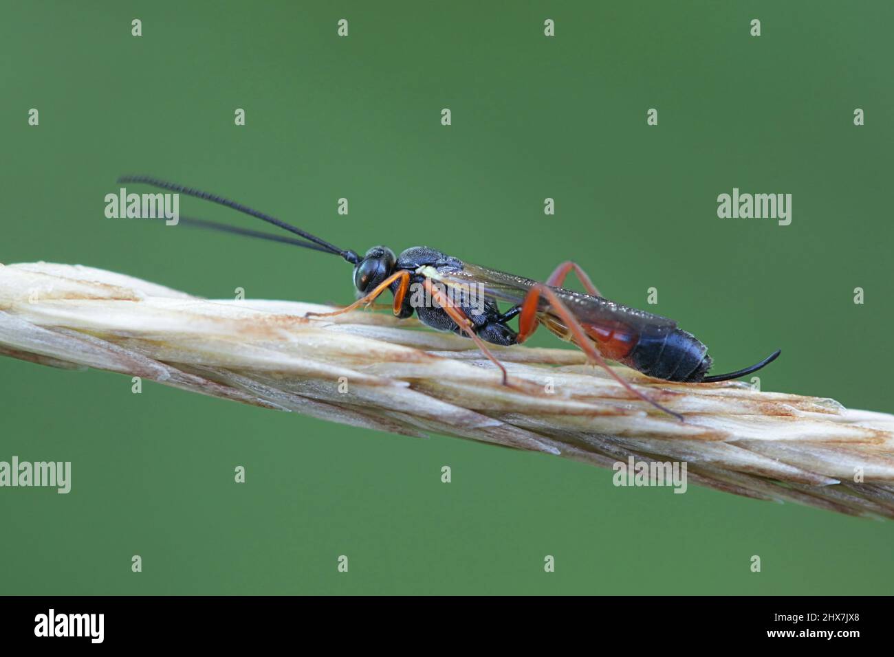 Scorpion Tailed Wasp
