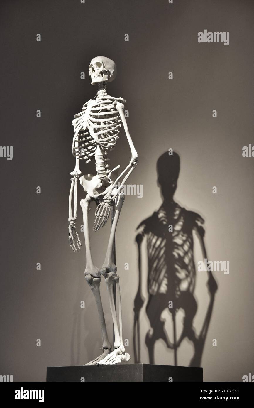 Homo sapiens hi-res stock photography and images - Alamy