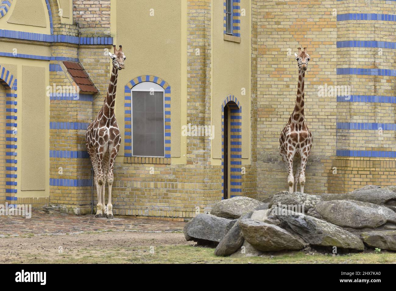 Rothschild's giraffes (Giraffa camelopardalis rothschildi) standing by ...