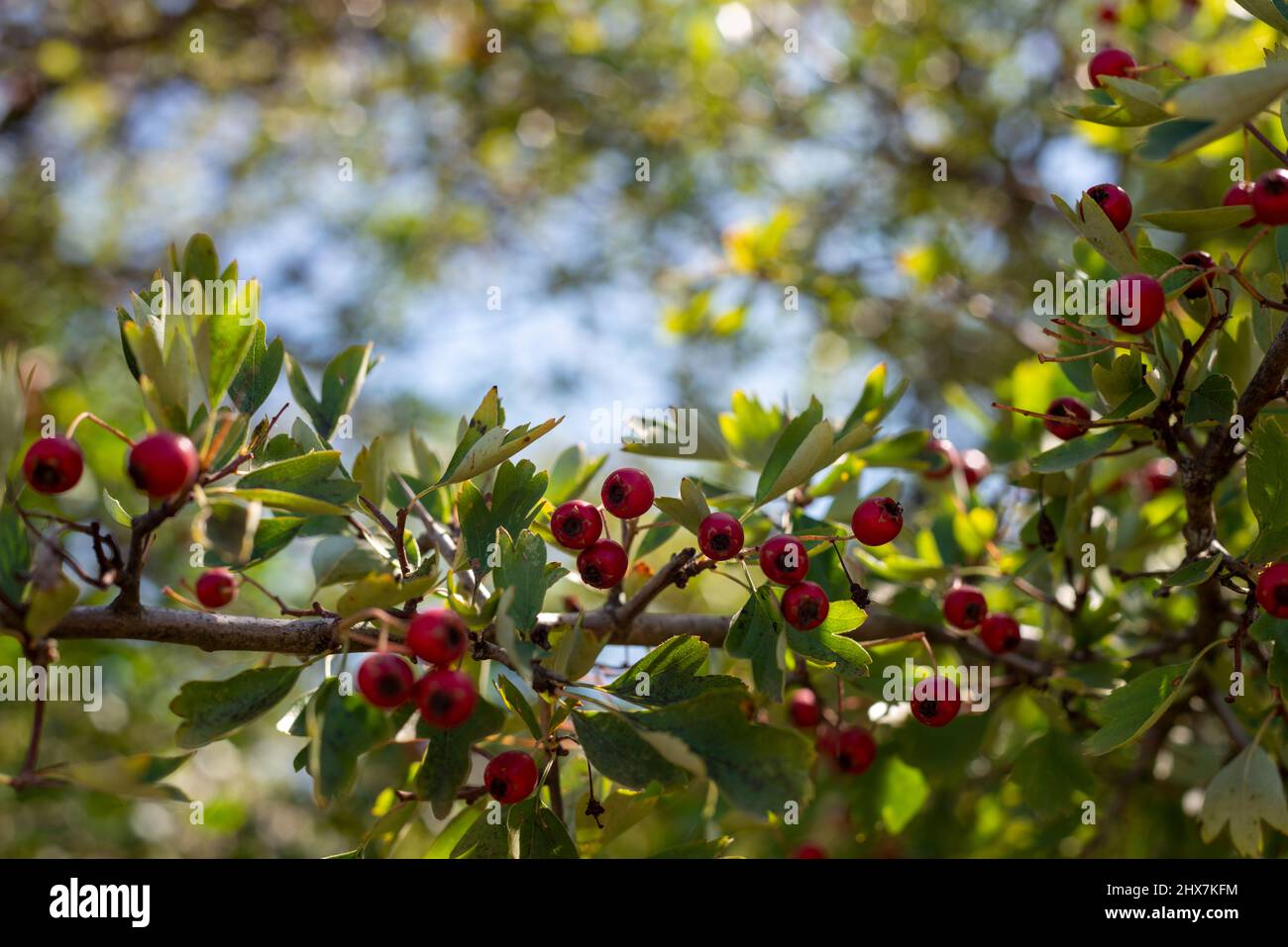 Red mountain berries view hi-res stock photography and images - Alamy