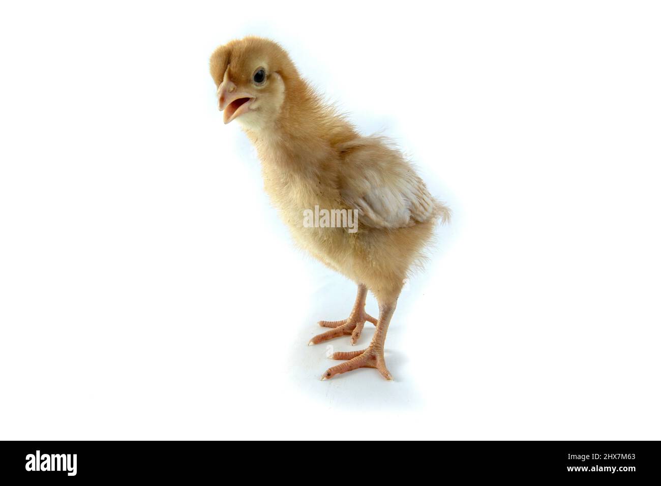 Small chicken isolated on white Stock Photo - Alamy