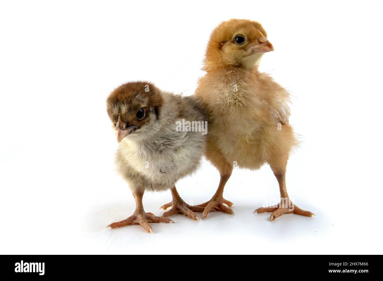 Small chicken isolated on white Stock Photo - Alamy