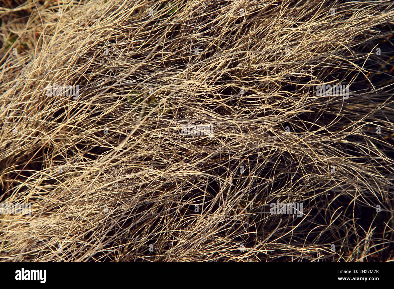 Close-up image of beautiful dry grass texture Stock Photo - Alamy