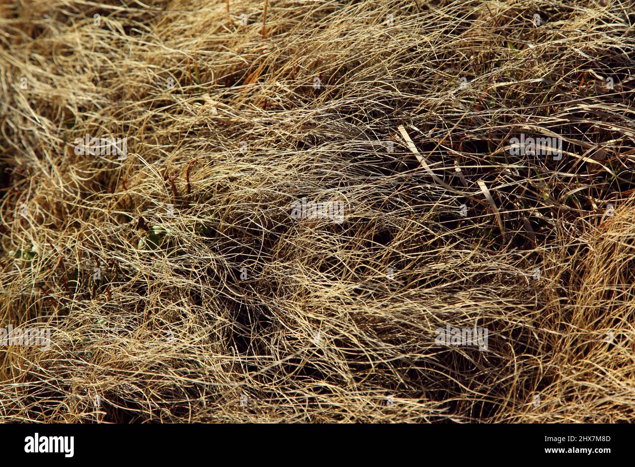 Close-up image of beautiful dry grass texture Stock Photo - Alamy