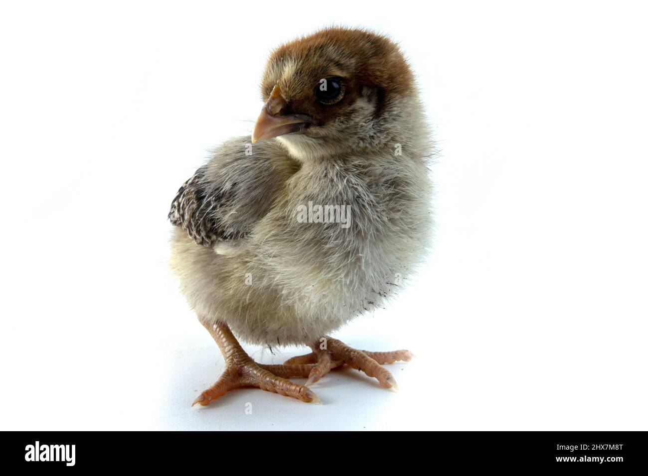 Small chicken isolated on white Stock Photo - Alamy