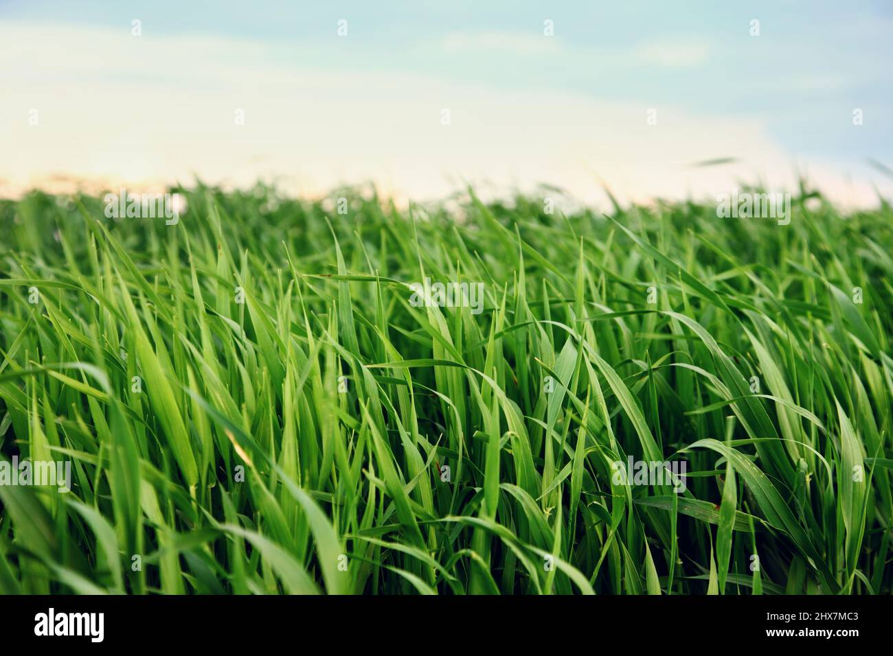 Green spring summer grass hi-res stock photography and images - Alamy