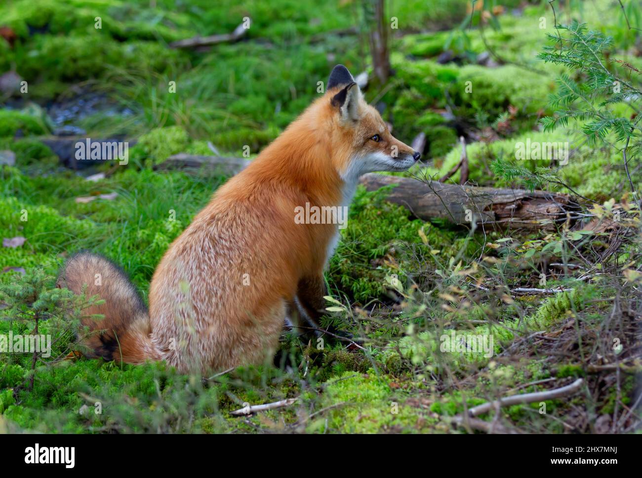 Red fox Vulpes vulpes in a pine tree forest with a bushy tail in ...