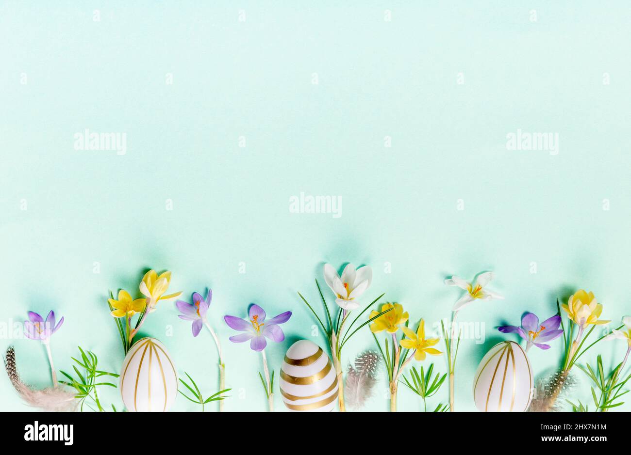 Festive Easter border, frame from easter eggs and spring flower crocus ...